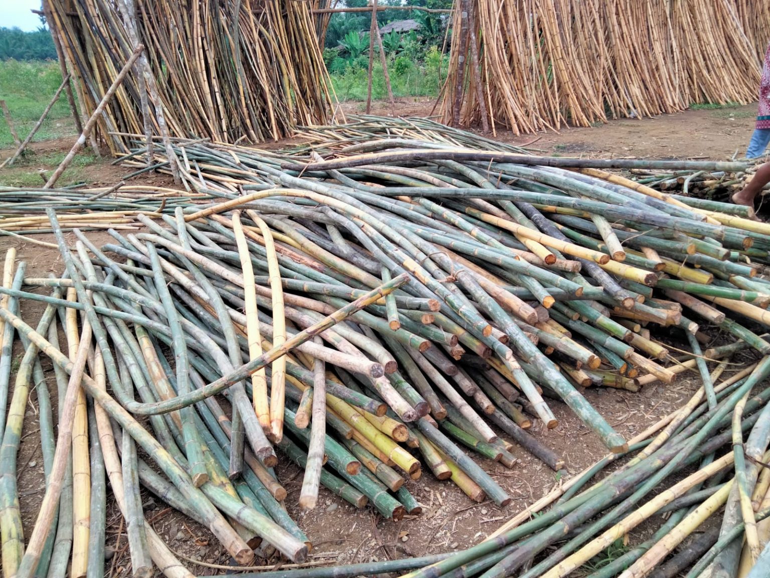 Lestarigaharu.my.id – Supplier produk alam eksport seperti Pinang ...